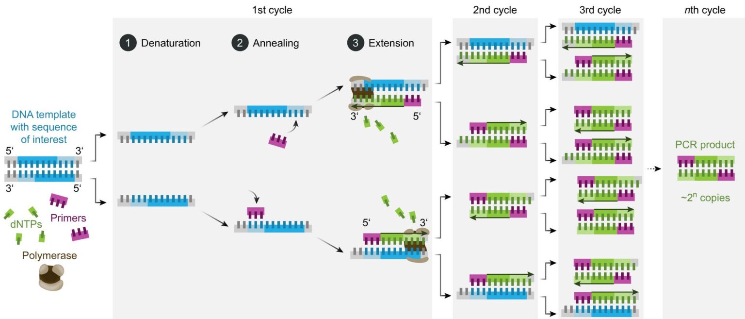 Biotechnology and GMOs – Part 2 – what is PCR? – Sheard Scientific